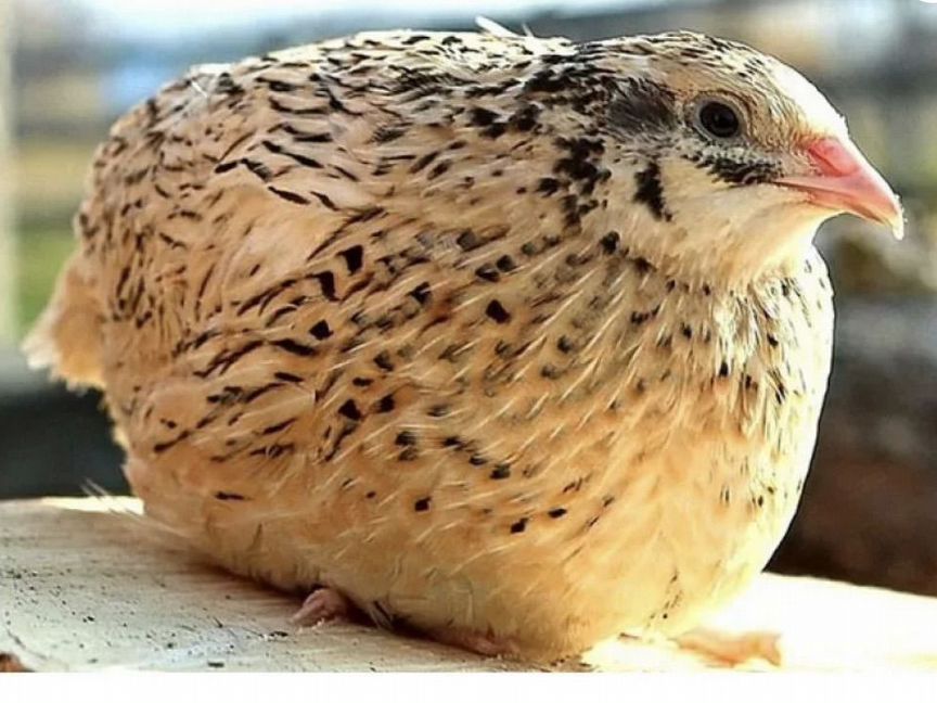 Продам перепелок несушек