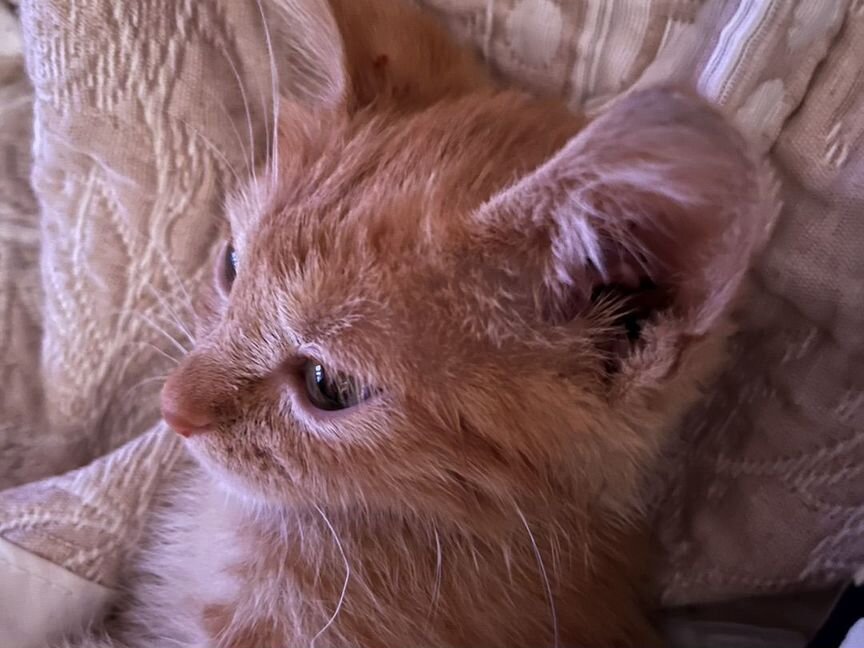 Рыжий котенок