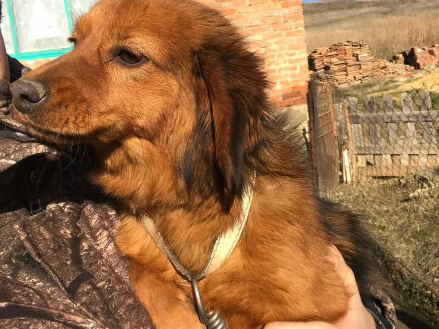 Чистокровная такса в добрые руки