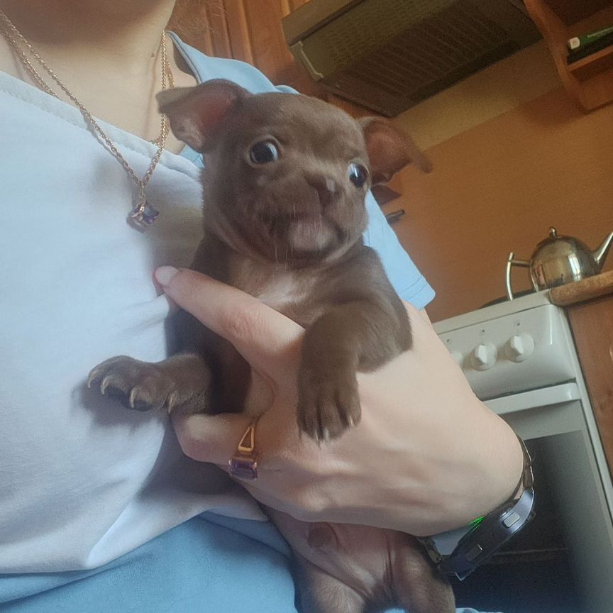 Малыши чихуахуа