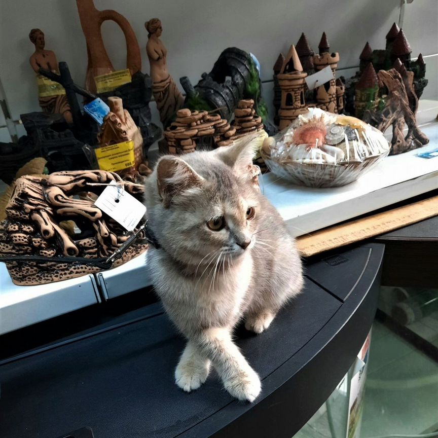 Разноцветная девочка в Заботливые руки (4мес.)