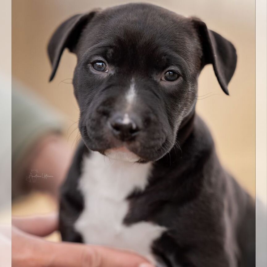 Прайтер, щенок