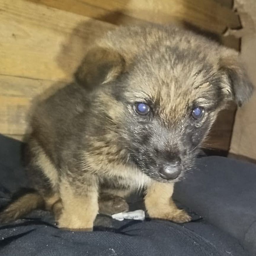 Щенок в добрые руки