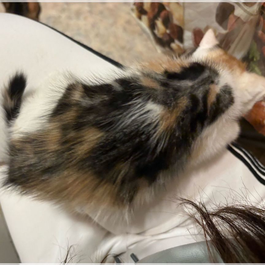 Шотландский вислоухий короткошёрстный котёнок