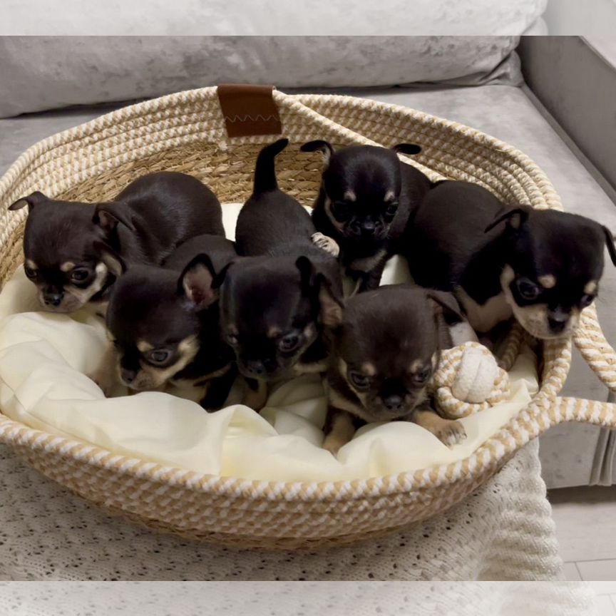 Чихуахуа, щенок