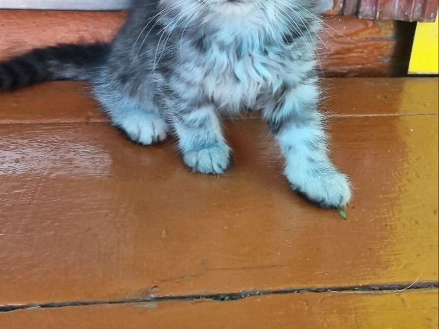 Кошка