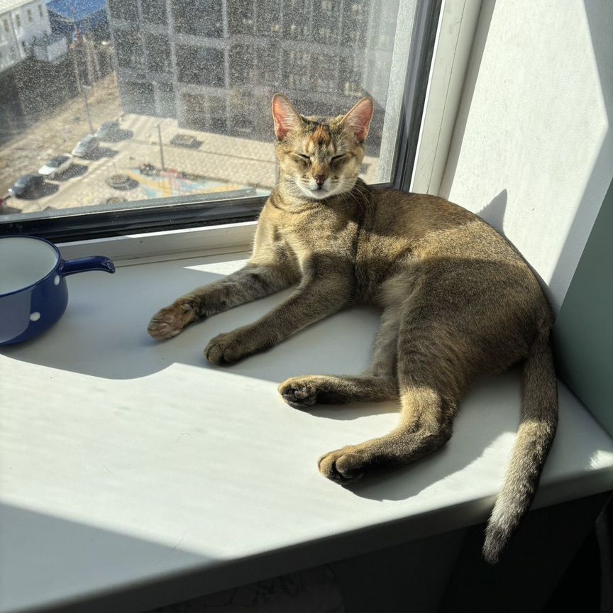 Абесинская кошка в дар