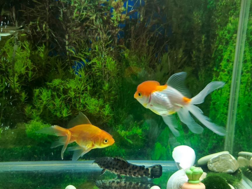 Украшение с рыбками