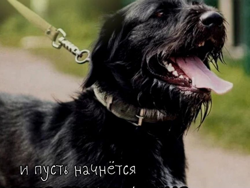 Активный пёс в добрые руки