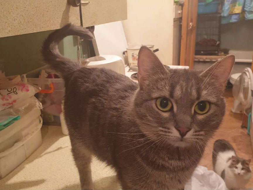 Кошка в добрые руки