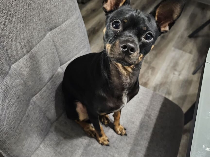 Вязка Той-терьер