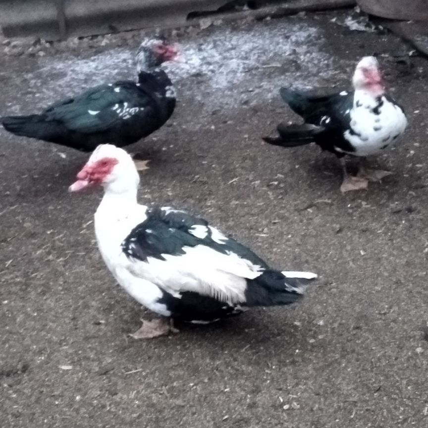 Мускусные утки