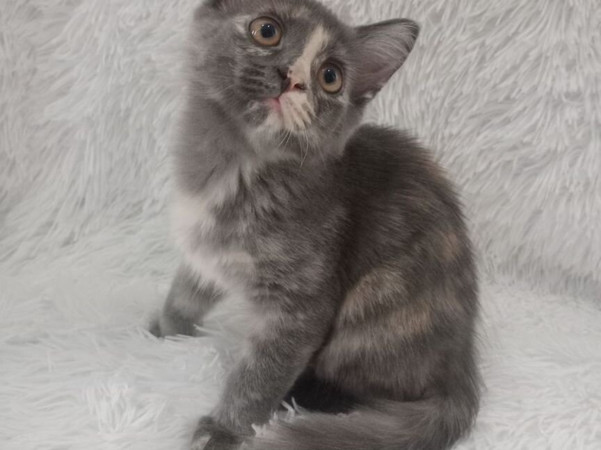Кошка