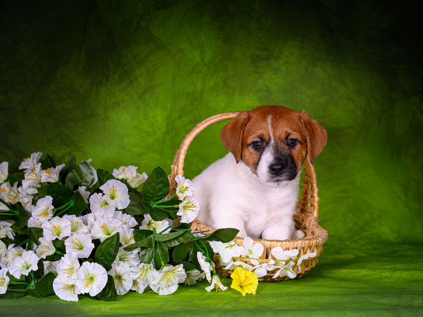 Джек Рассел терьер щенки от чемпионов