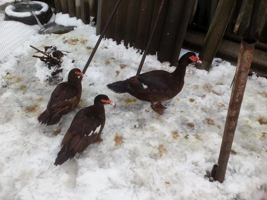 Индоутки красный бык