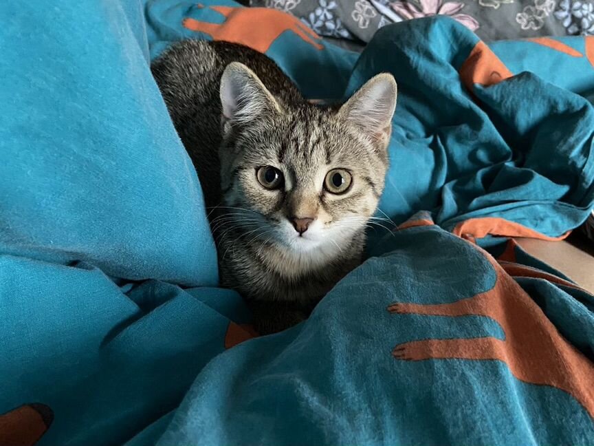 Кошка в добрые руки
