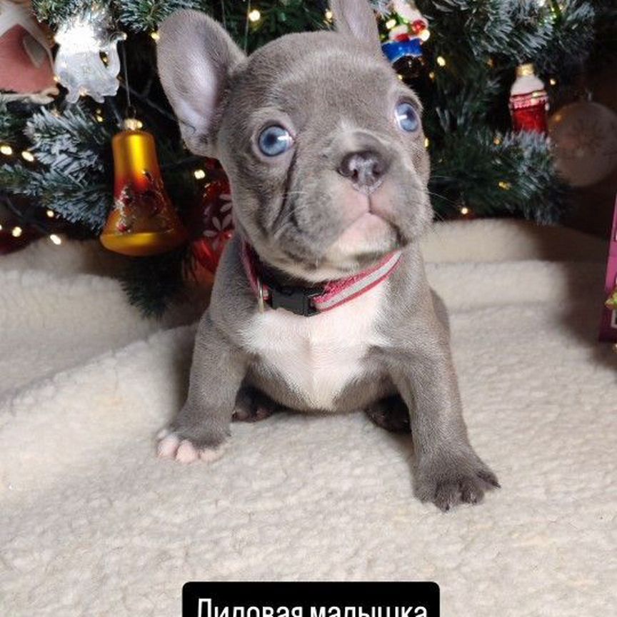 Французский бульдог