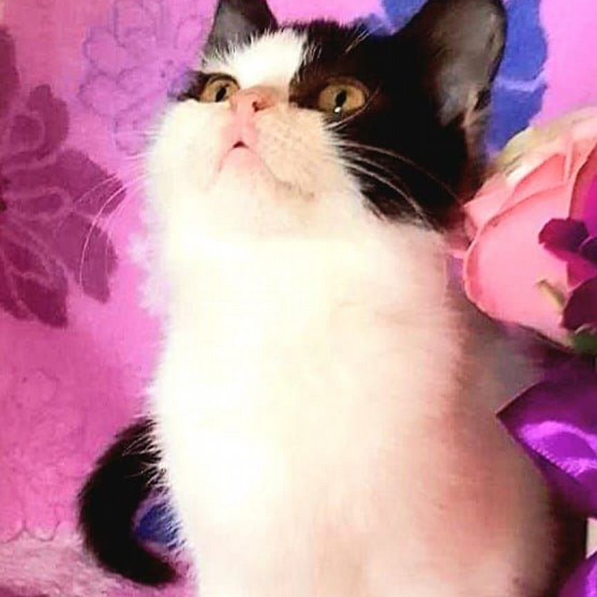 Котик в добрые руки