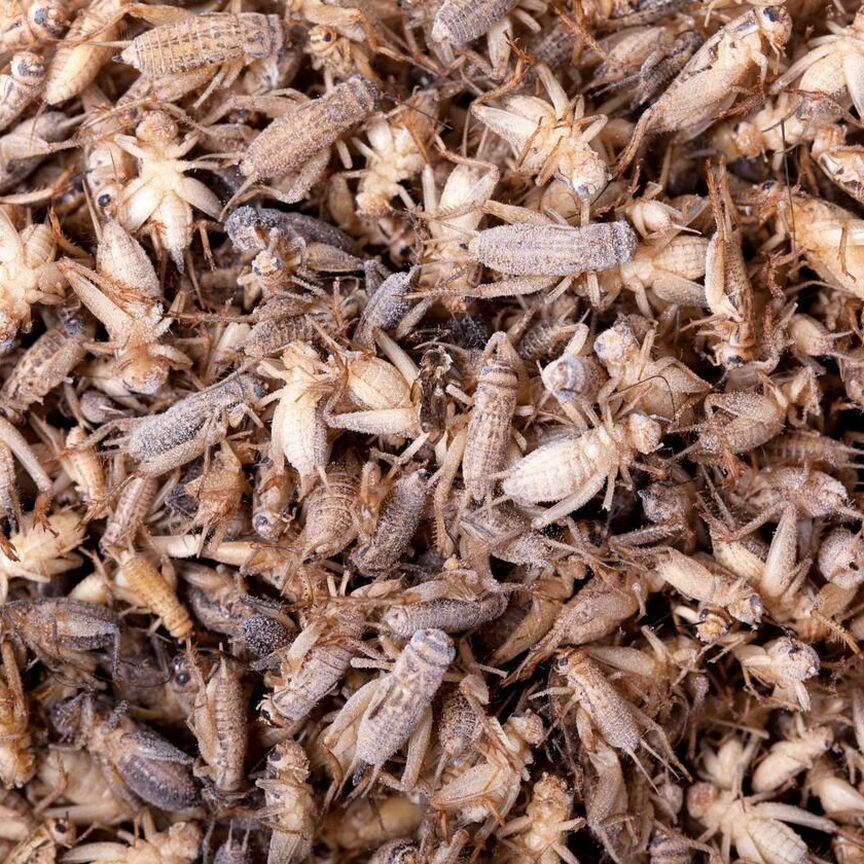 Корм для стрижей