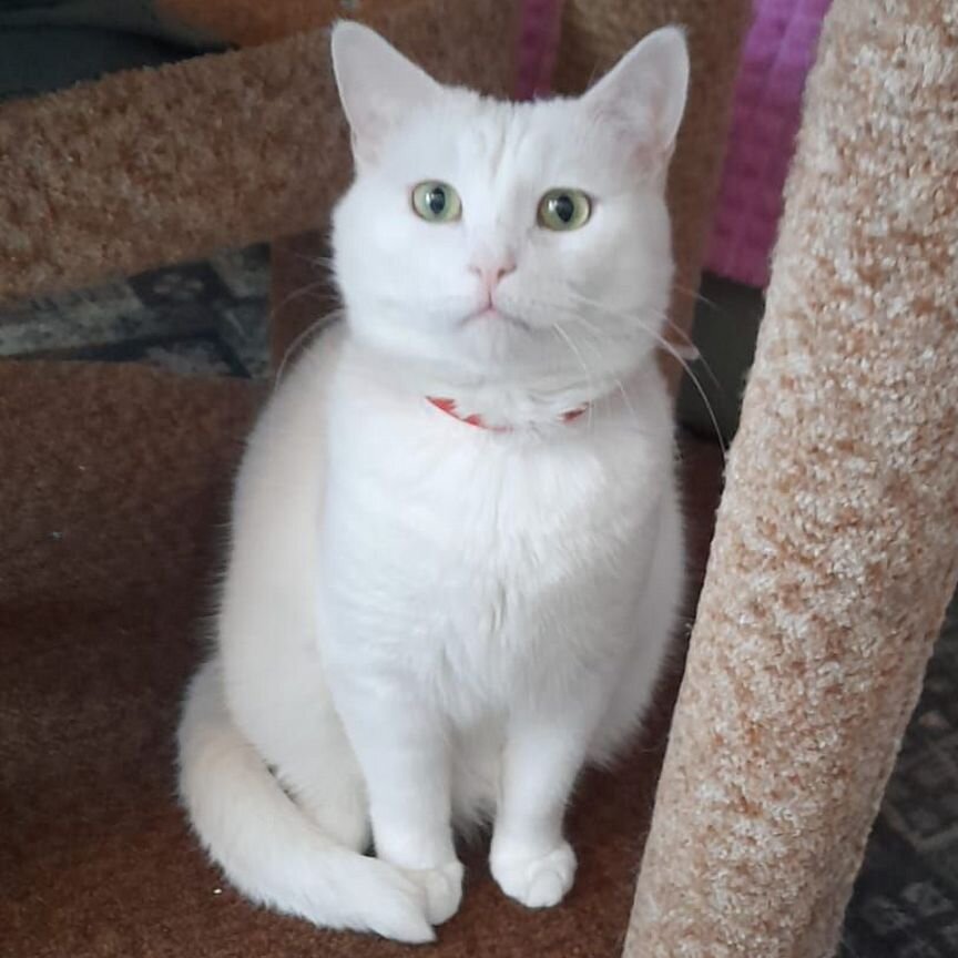 Кошка Снежа ищет дом