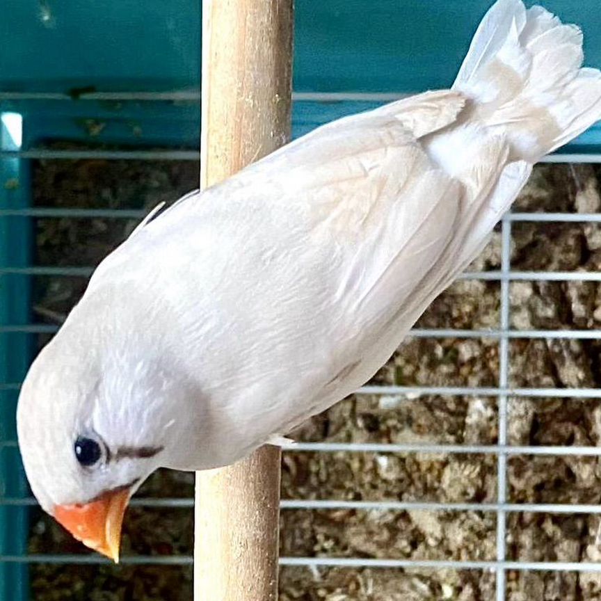 Кремовые зебровые амадины (самки)