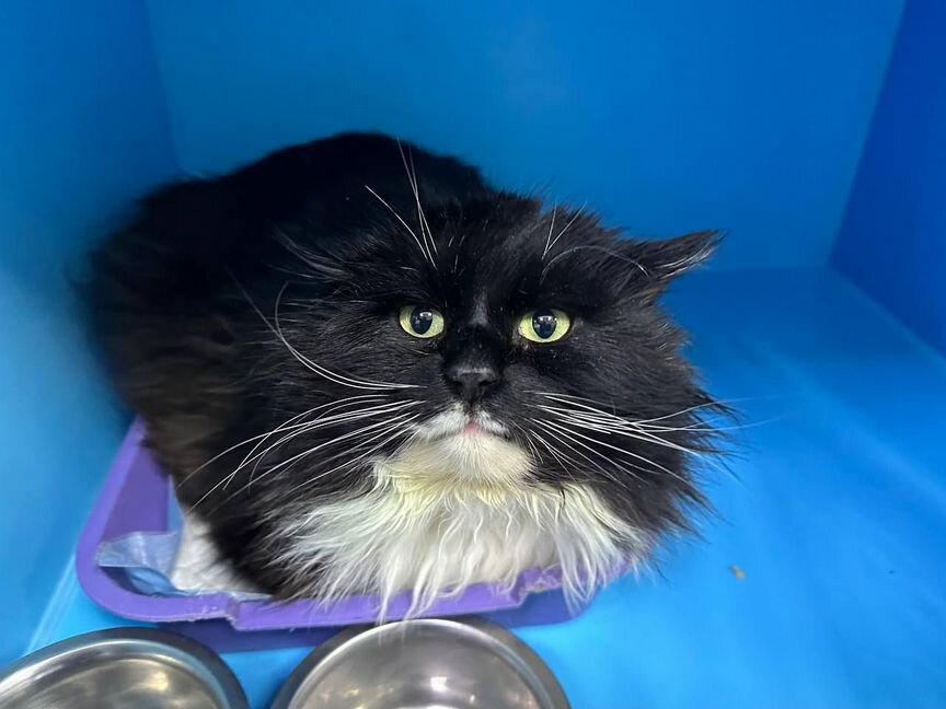 Во такого красавца Дона Хуана ждёт улица в среду