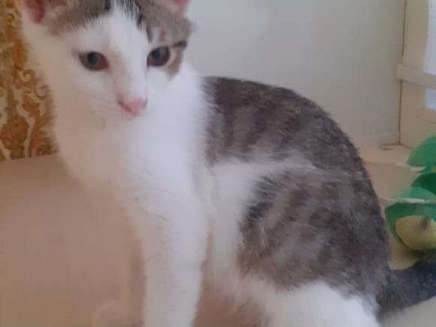 Котёнок Лаврик