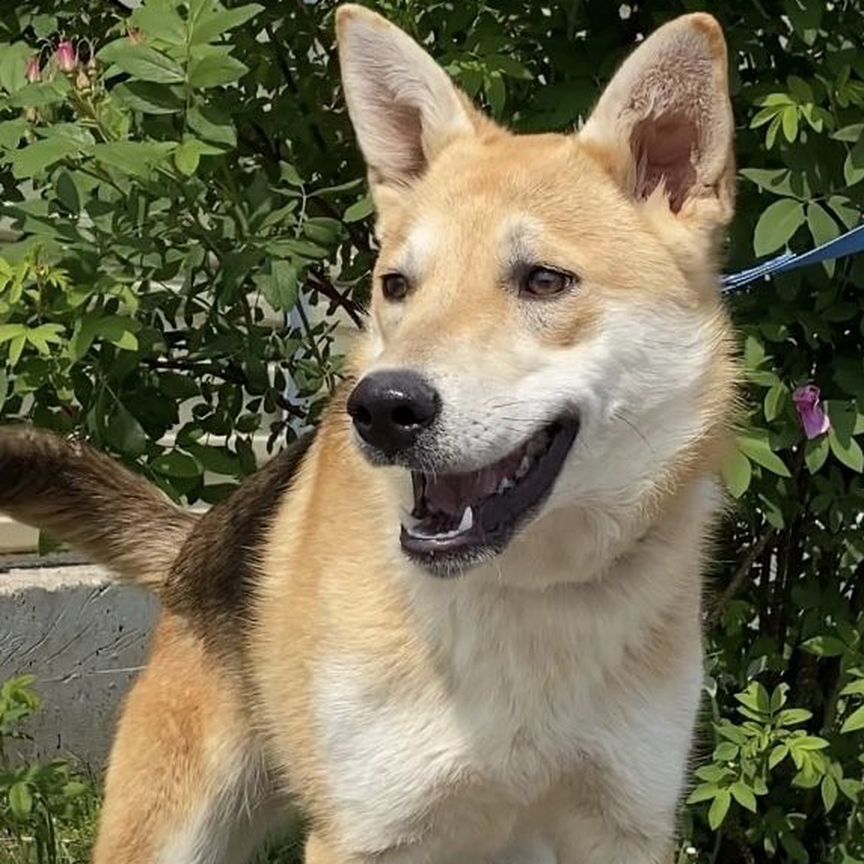 Взрослая собака в добрые руки