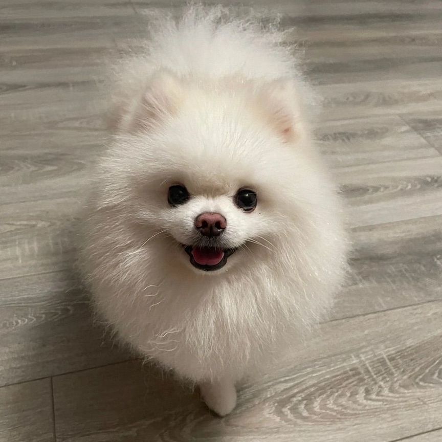 Немецкий шпиц