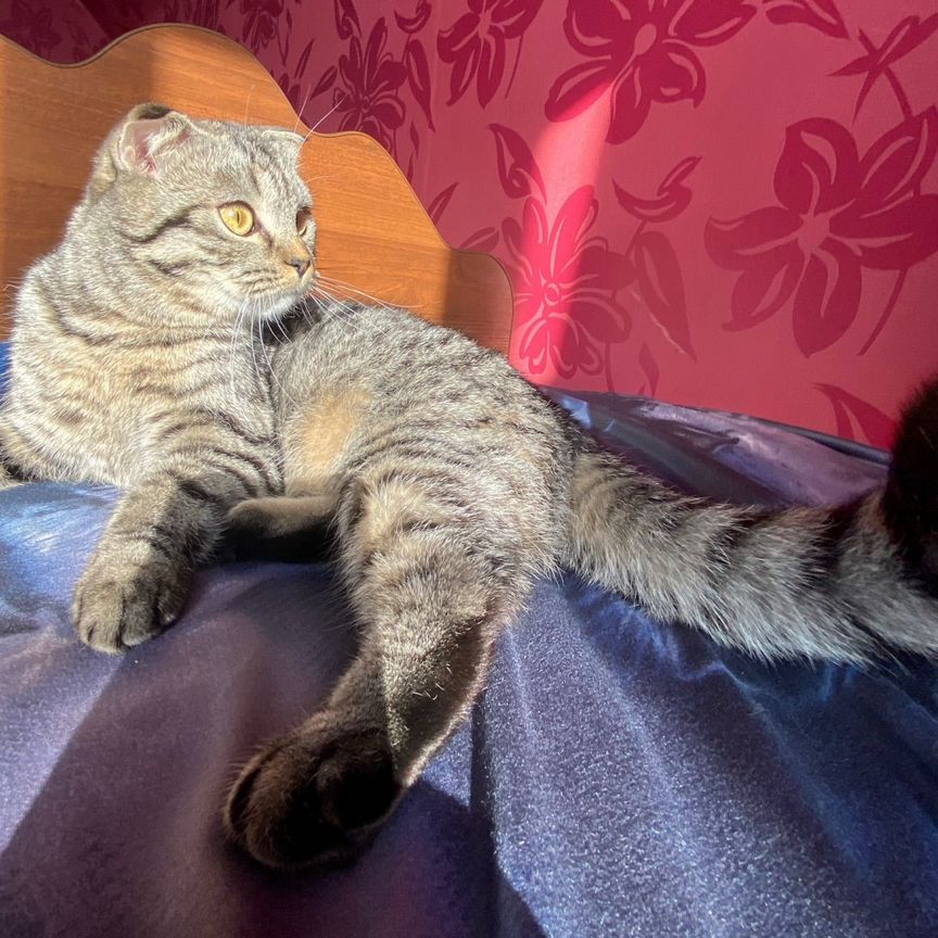 Кошка ищет жениха