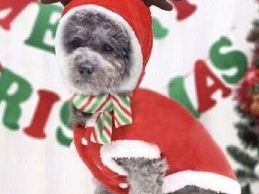 Кофта для собак / Кофта для кошек (M)