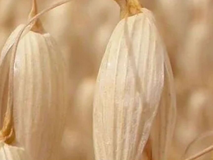 Овсяная шелуха