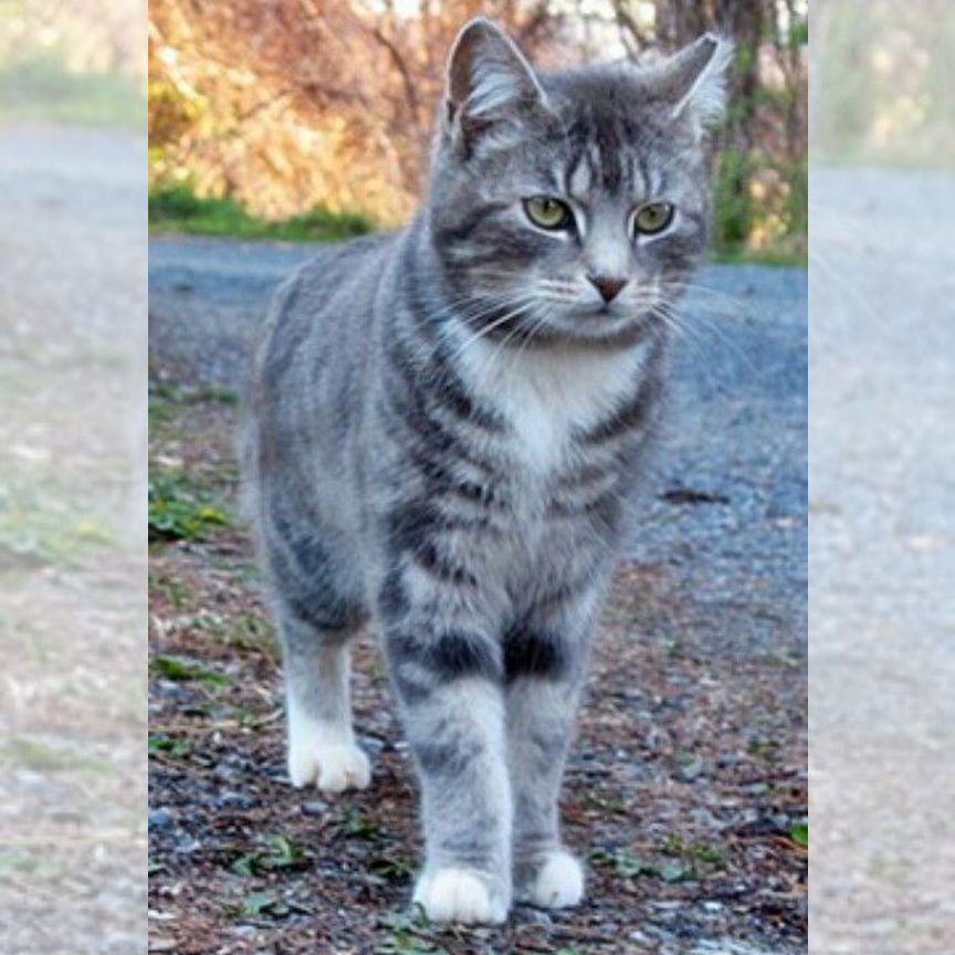 Европейская короткошёрстная, взрослая кошка