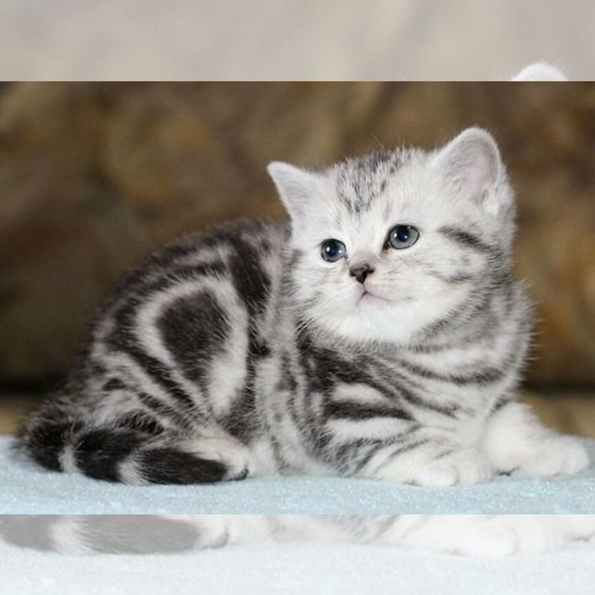 Британские мраморные котята
