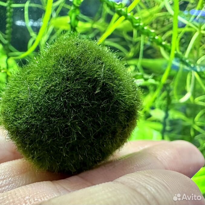 Кладофора шаровидная