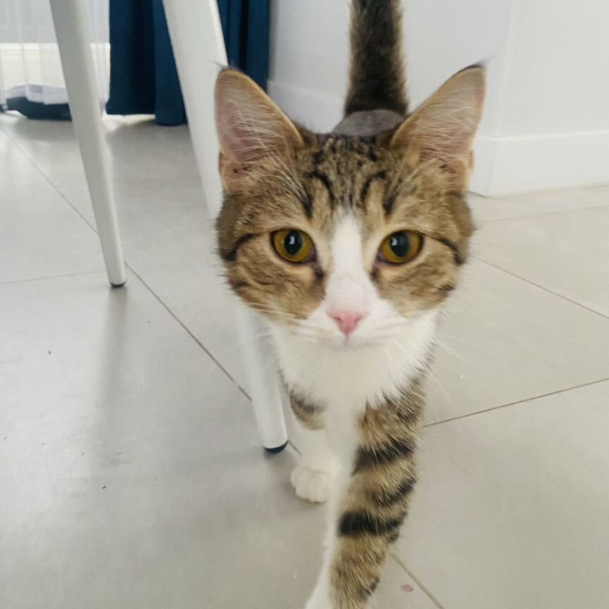 Котёнок в добрые руки