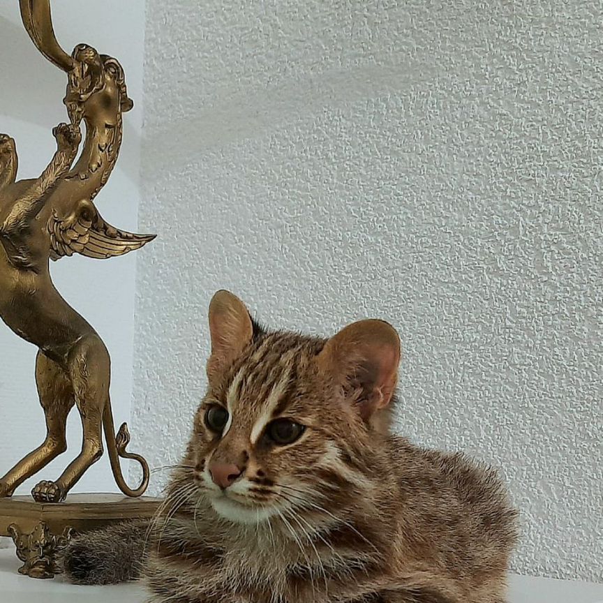 Кошка