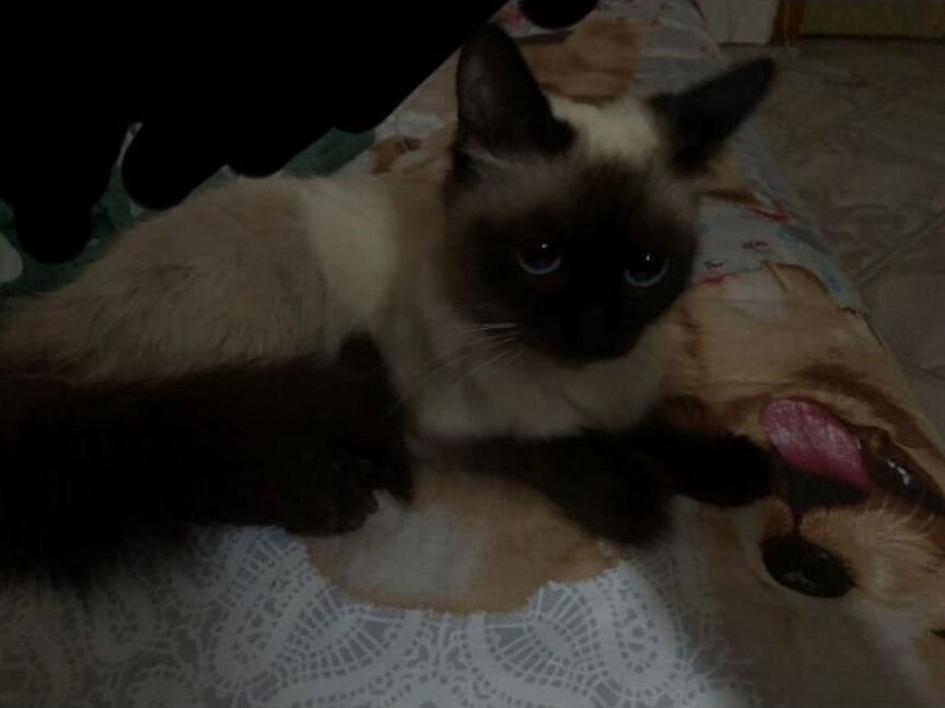 Сиамская кошка бесплатно