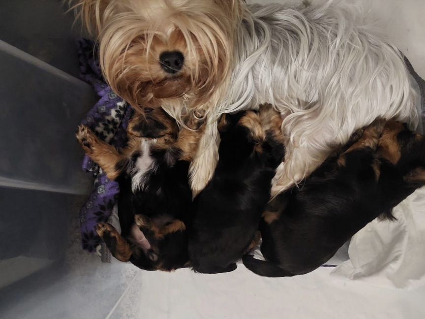 Йоркширский терьер щенки девочки