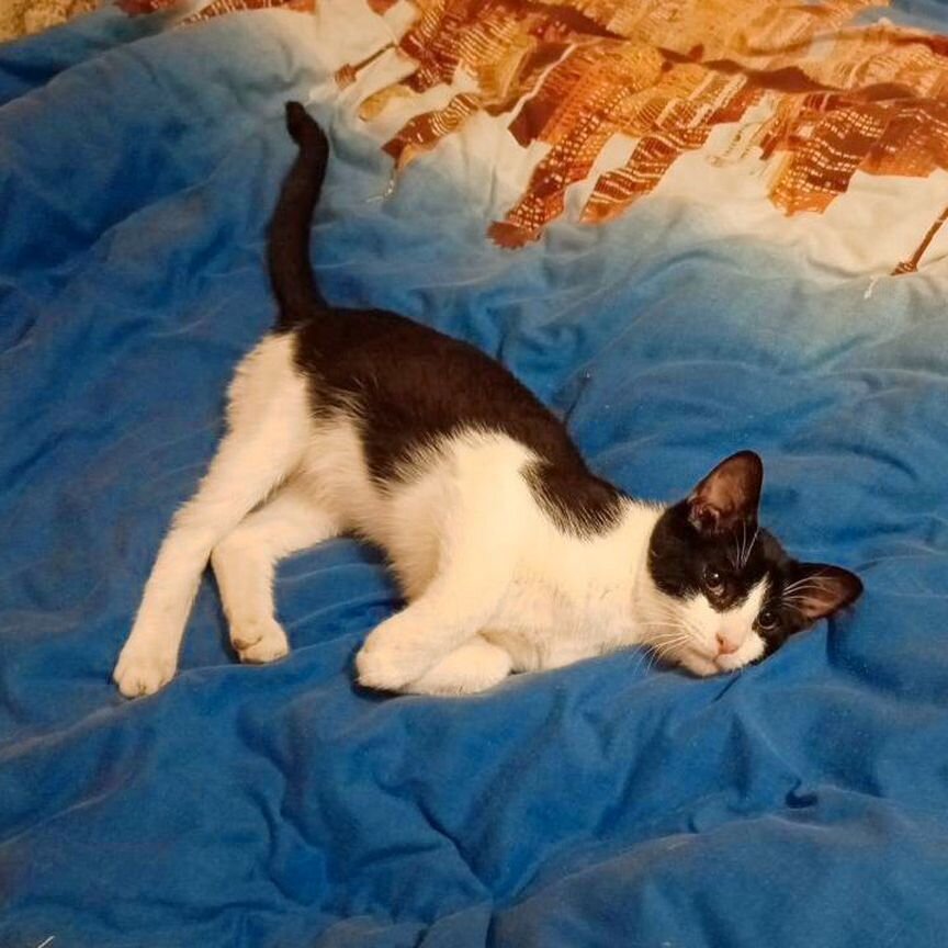 Отдают котят бесплатно