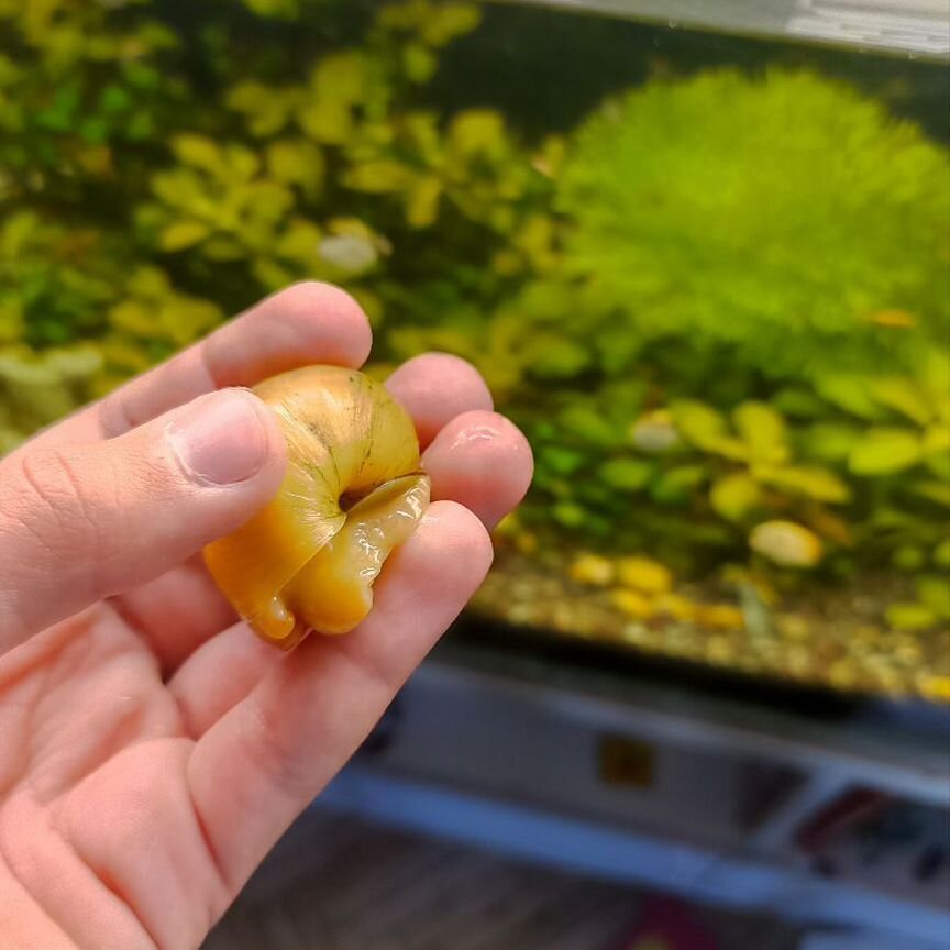 Улитки ампулярии