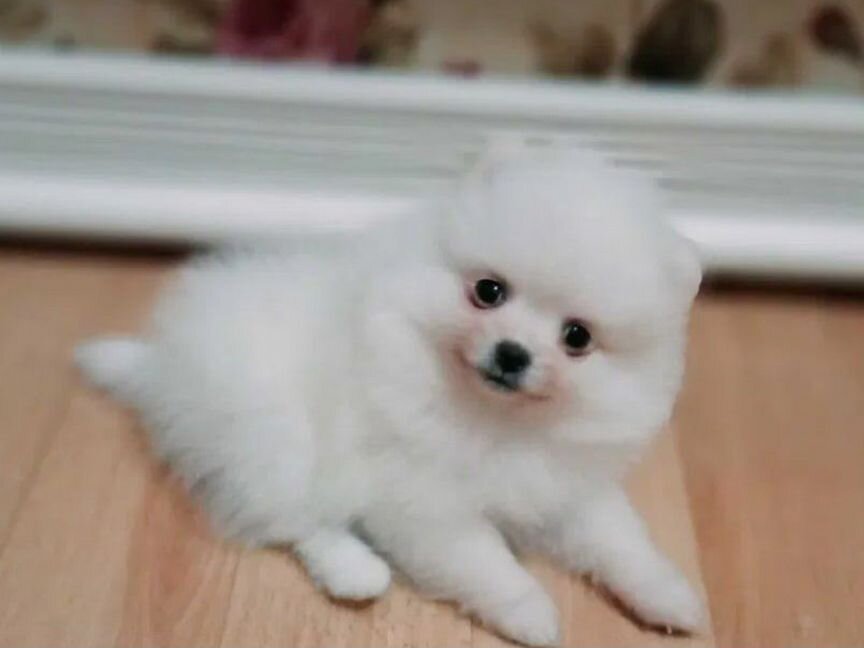 Померанский Шпиц(детки)