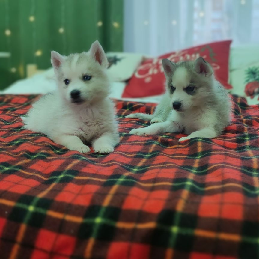 Сибирский хаски