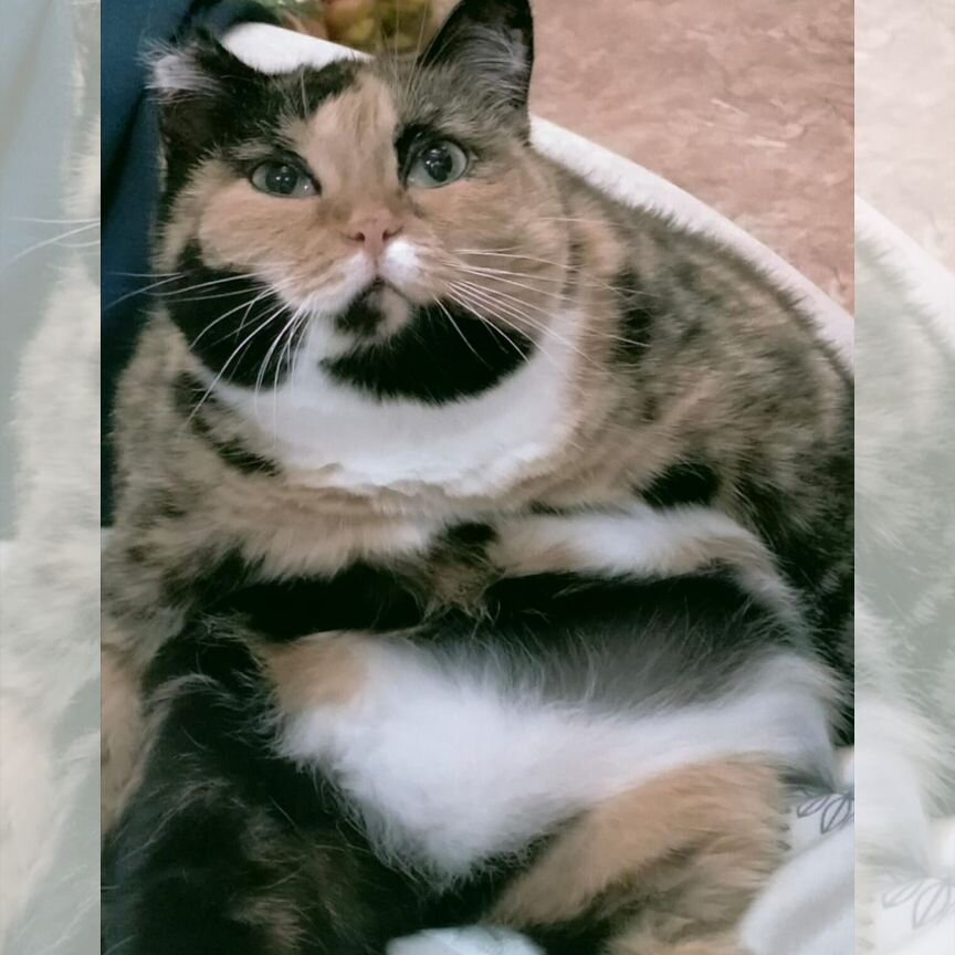 Софья