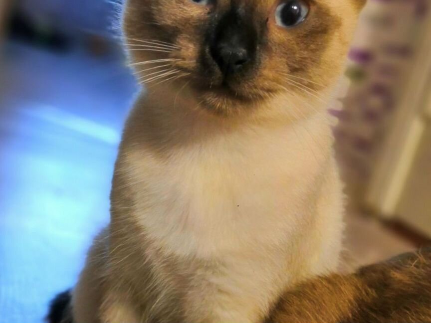 Тайский котик