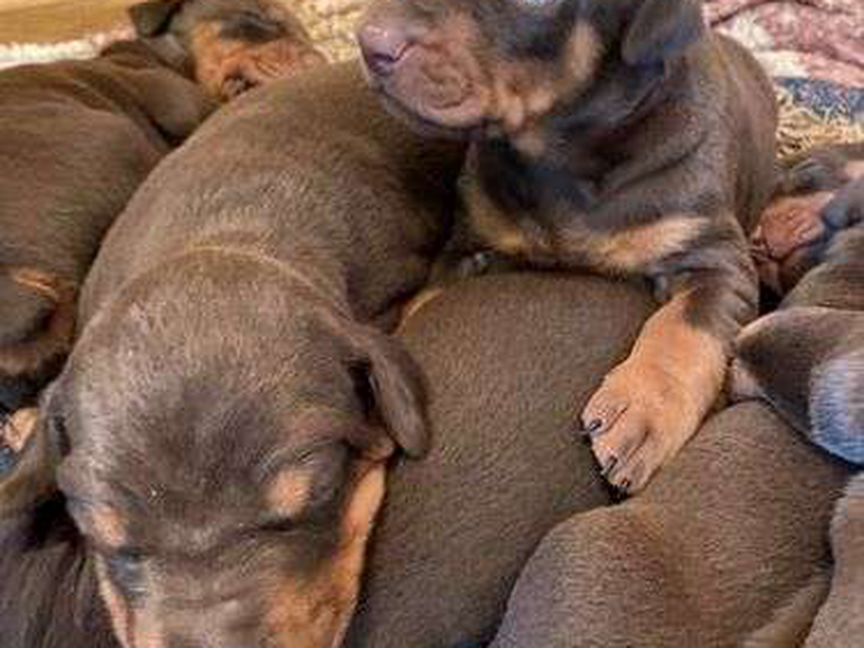 Щенки чистокровного добермана