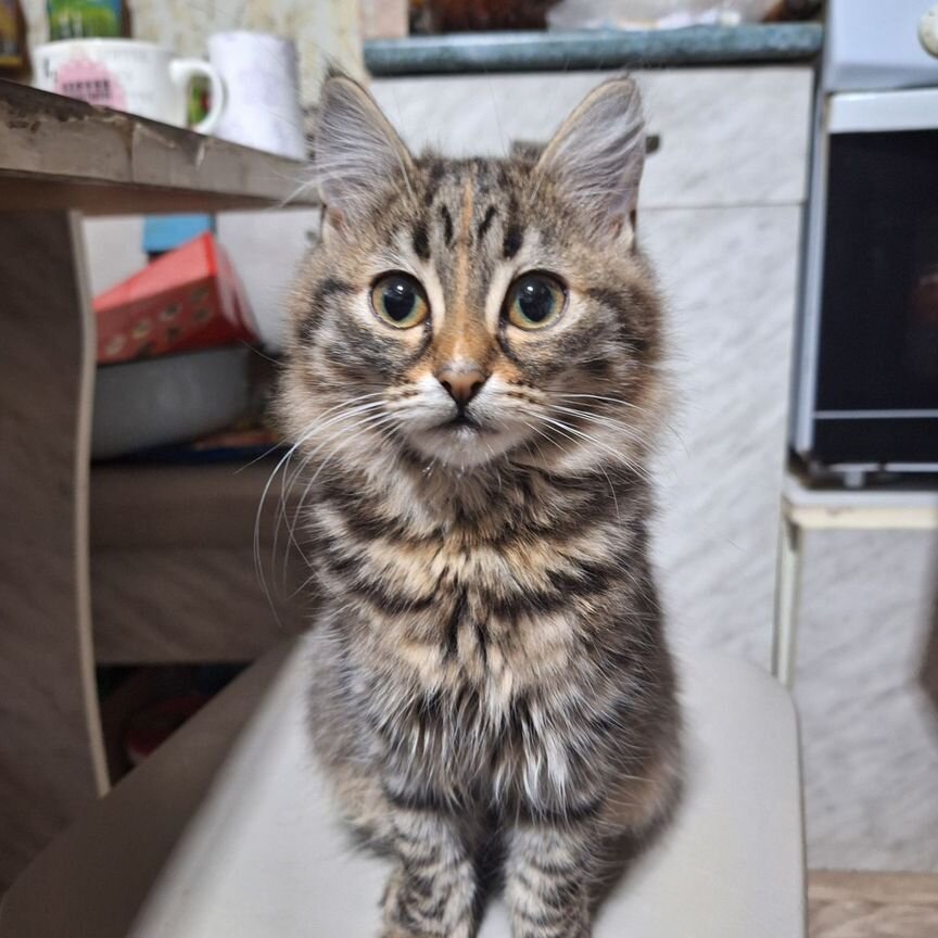 Кошечка-красоточка