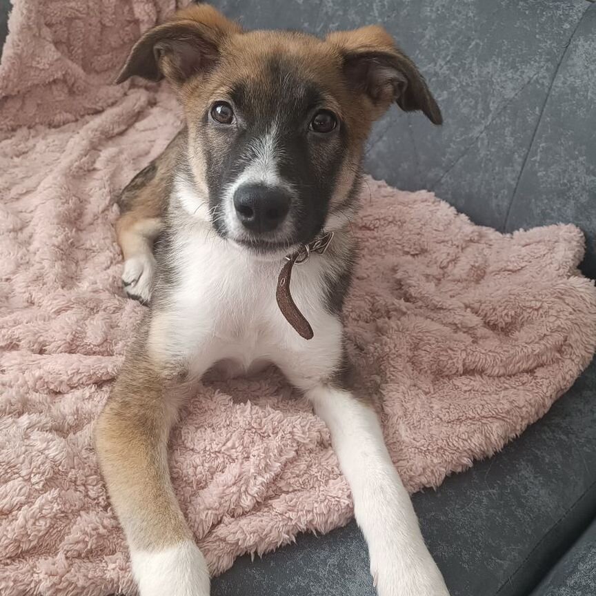 Щенок 4 месяца