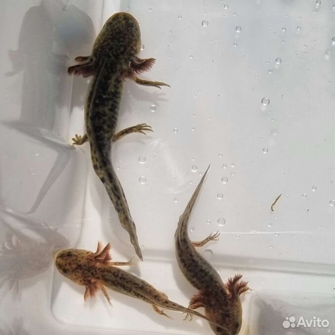 Молодые пятнистые аксолотли 6-10 см