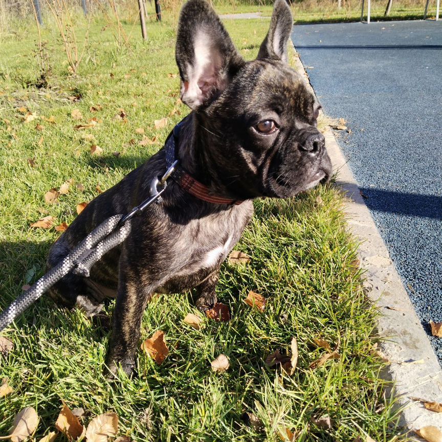 Французский бульдог